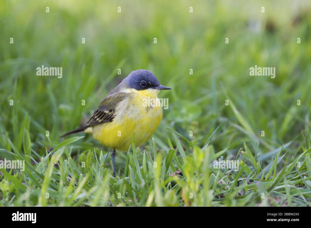 Western Yellow Wagtail (Motacilla flava thunbergi) male, Baden ...