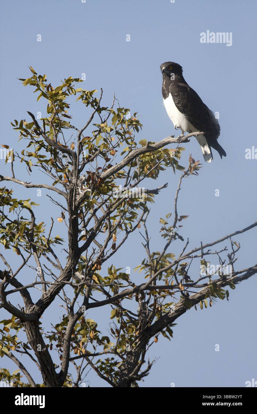 Black-chested Snake Eagle (Circaetus pectoralis), Etosha National Park ...