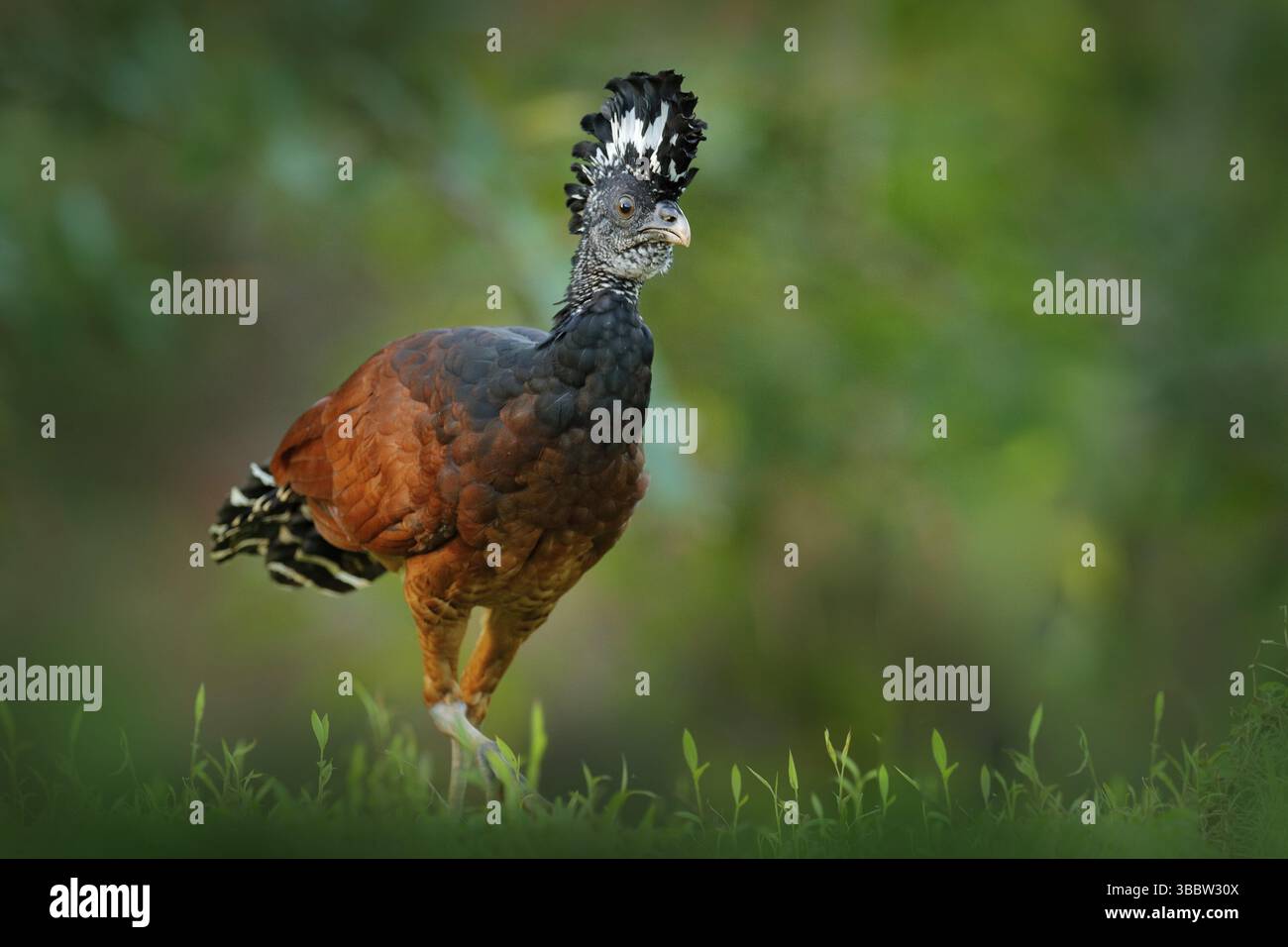 Great Curassow, Crax rubra, big black bird with yellow bill in the ...