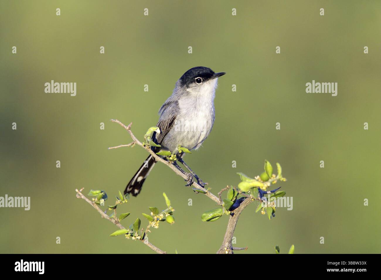 Black-tailed Gnatcatcher Polioptila nigriceps Tucson, Pima County ...