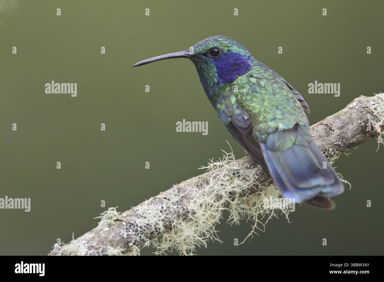 Green Violetear (Colibri thalassinus), Costa Rica, Central America ...