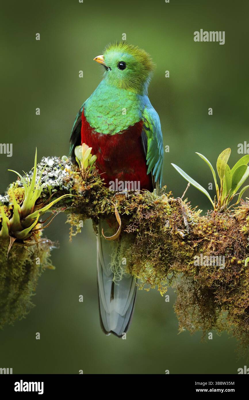 Quetzal, Pharomachrus mocinno, from nature Costa Rica with green forest ...