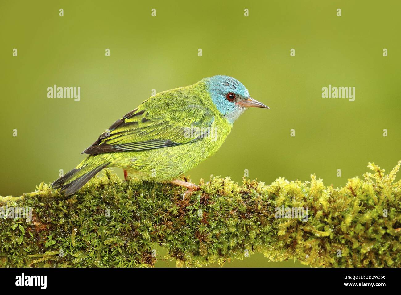 Female of Blue Dacnis, Dacnis cayana, exotic tropic blue tanager with ...