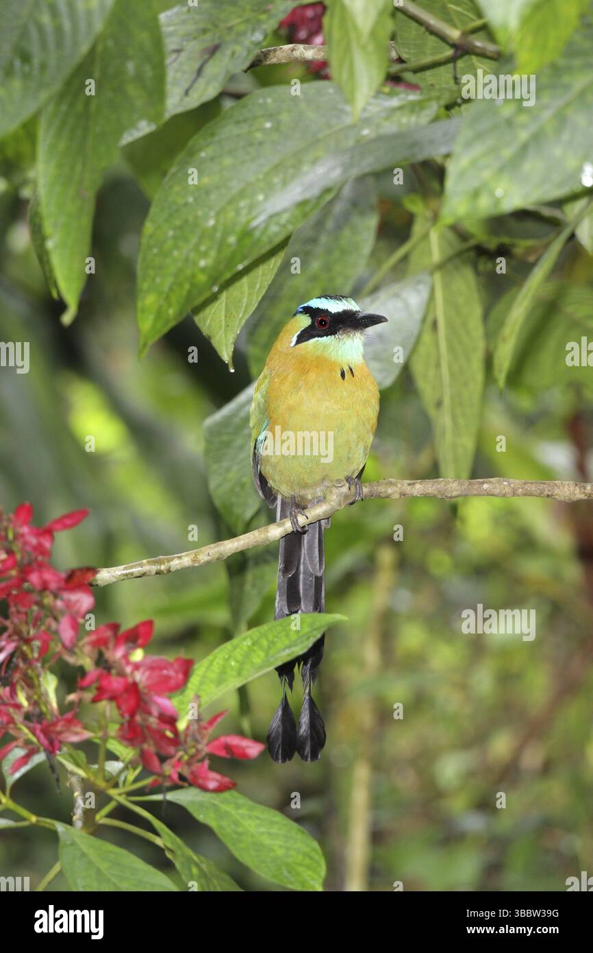 Blue-crowned Motmot Momotus momota Las Cruces OTS Station, San Vito ...