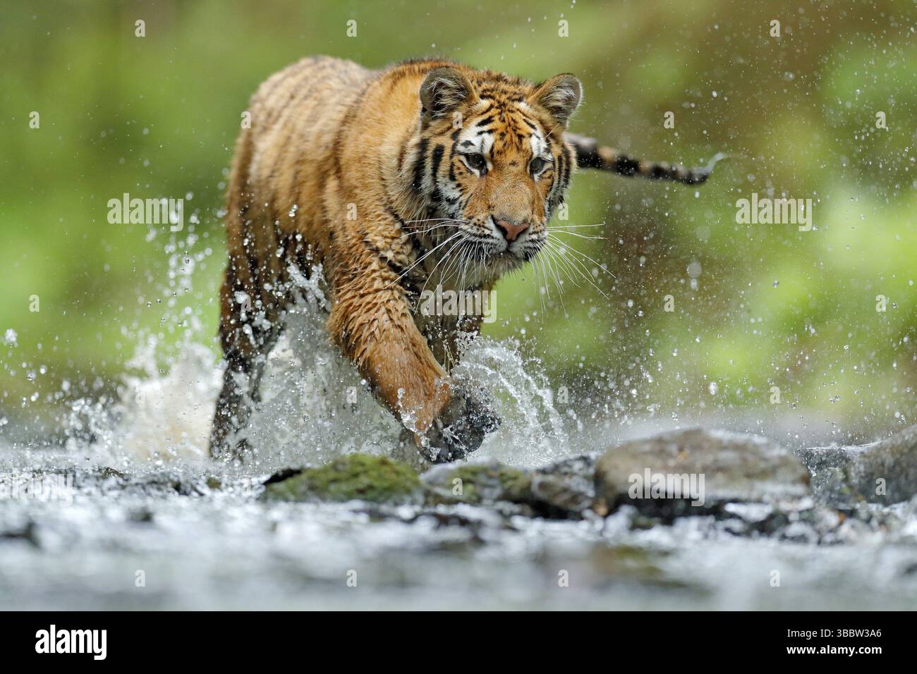 Tiger with splash river water. Tiger Action wildlife scene, wild cat ...