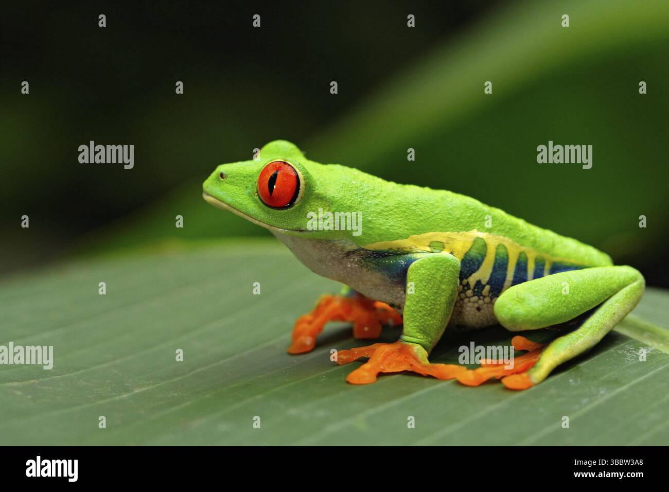 Red-eyed Tree Frog, Agalychnis callidryas, Costa Rica, Central America ...