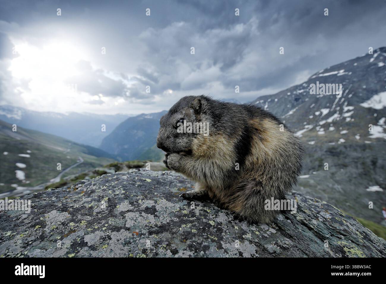 Cute fat animal Marmot, sitting on the stone with nature rock mountain ...