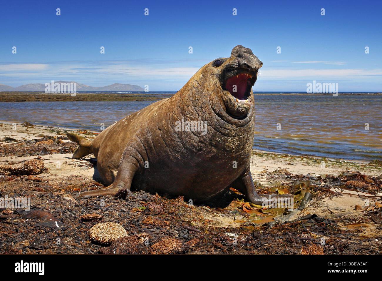 Angry danger animal. Male of Elephant seal lying in water pond, dark ...