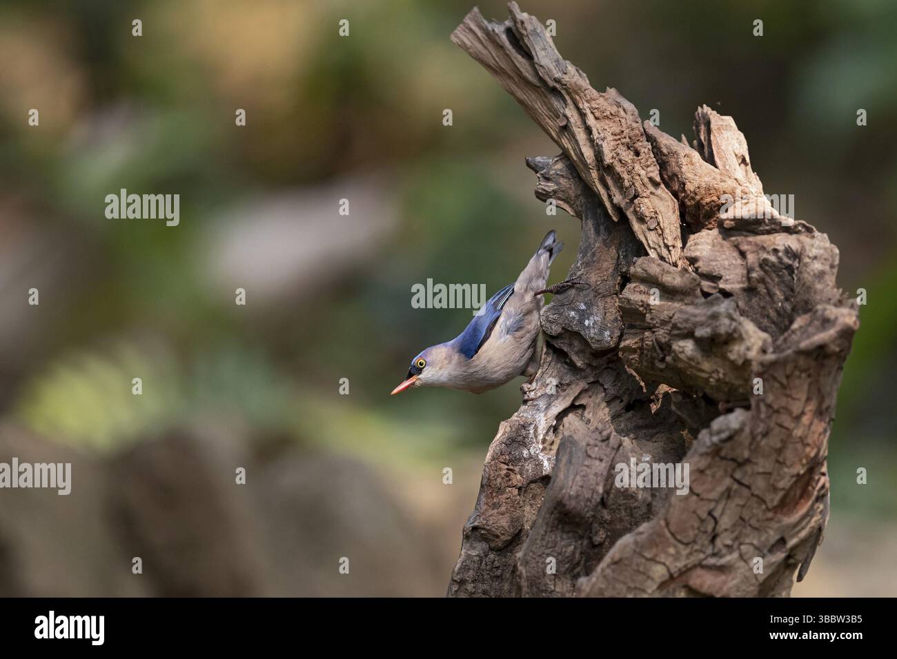 Velvet-fronted Nuthatch (Sitta frontalis frontalis), Yunnan, China ...