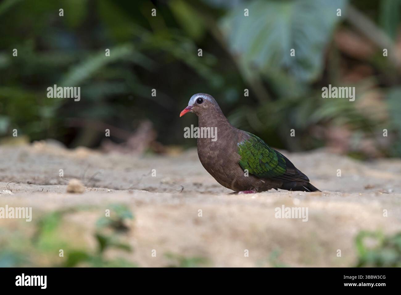 Common Emerald Dove (Chalcophaps indica) male, Yunnan, China, Asia ...