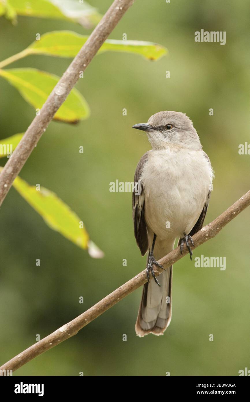 Northern Mockingbird (Mimus polyglottos), Bahamas, Central America Stock Photo - Alamy