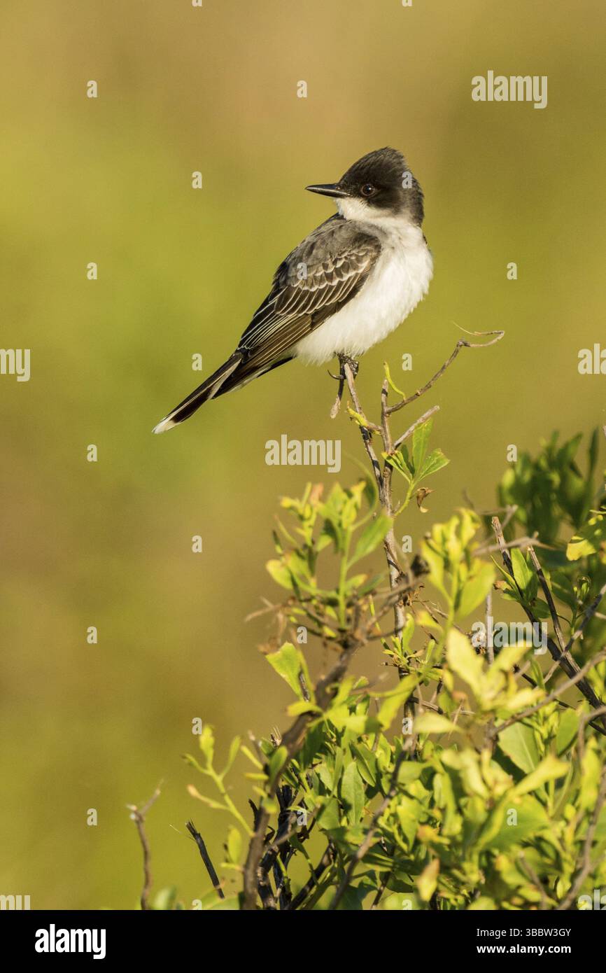 Eastern Kingbird (Tyrannus tyrannus), Texas, USA, North America Stock ...