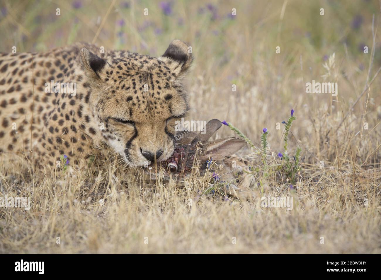 Cheetah (Acinonyx jubatus) feeding on rabbit carcass, Spain, Europe ...