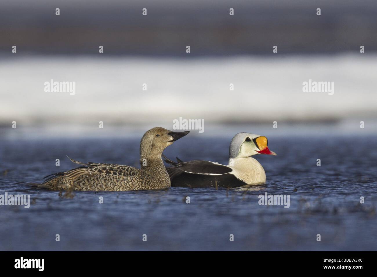 King Eider (Somateria spectabilis), Alaska, USA, North America Stock Photo - Alamy