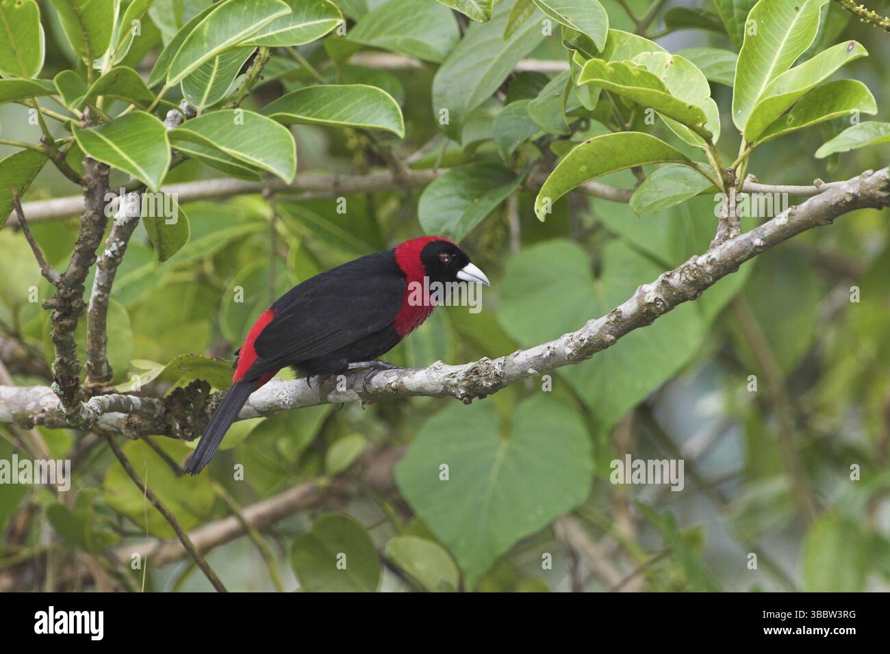 Crimson-collared Tanager (Ramphocelus sanguinolentus), Costa Rica ...