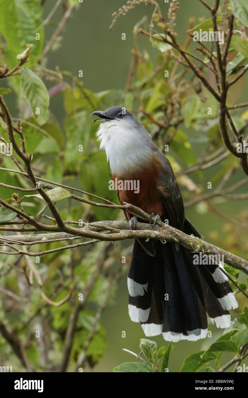 Chestnut-bellied Cuckoo (Coccyzus pluvialis) perched on a branch in ...