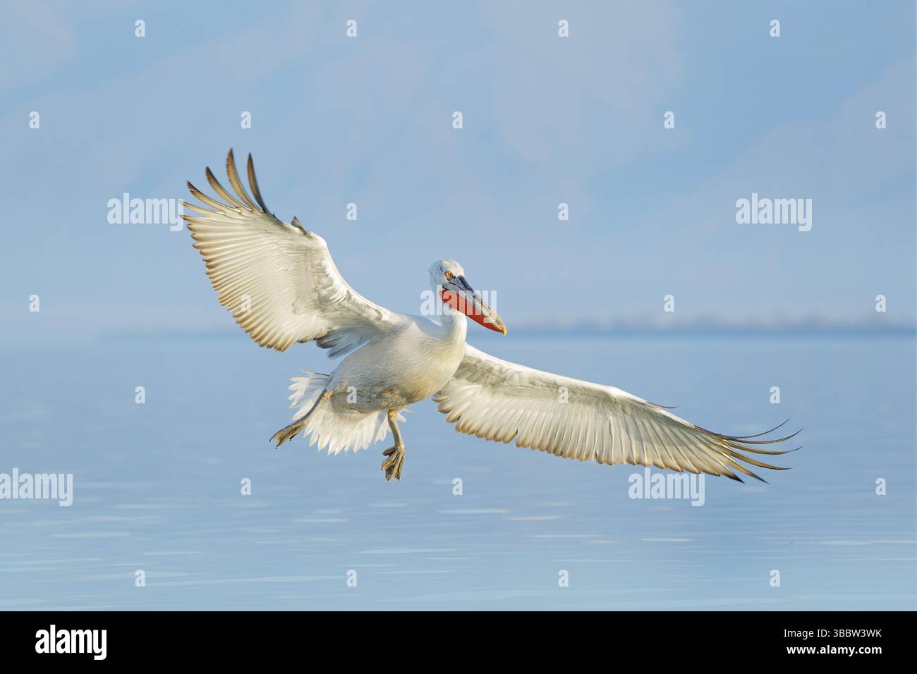 Dalmatian pelican, Pelecanus crispus, in Lake Kerkini, Greece. Palican ...