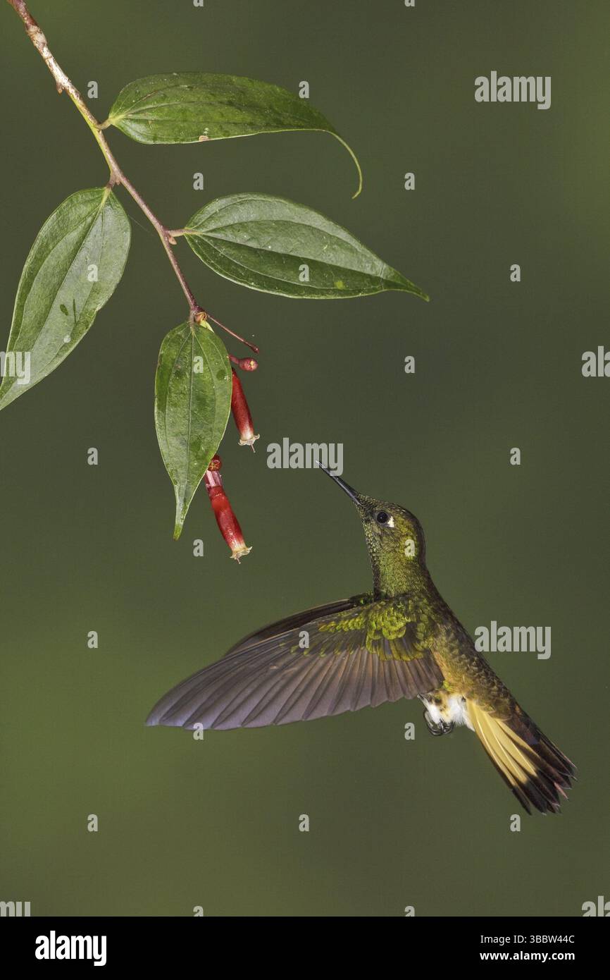 Buff-tailed Coronet (Boissonneaua flavescens), Ecuador, South America ...