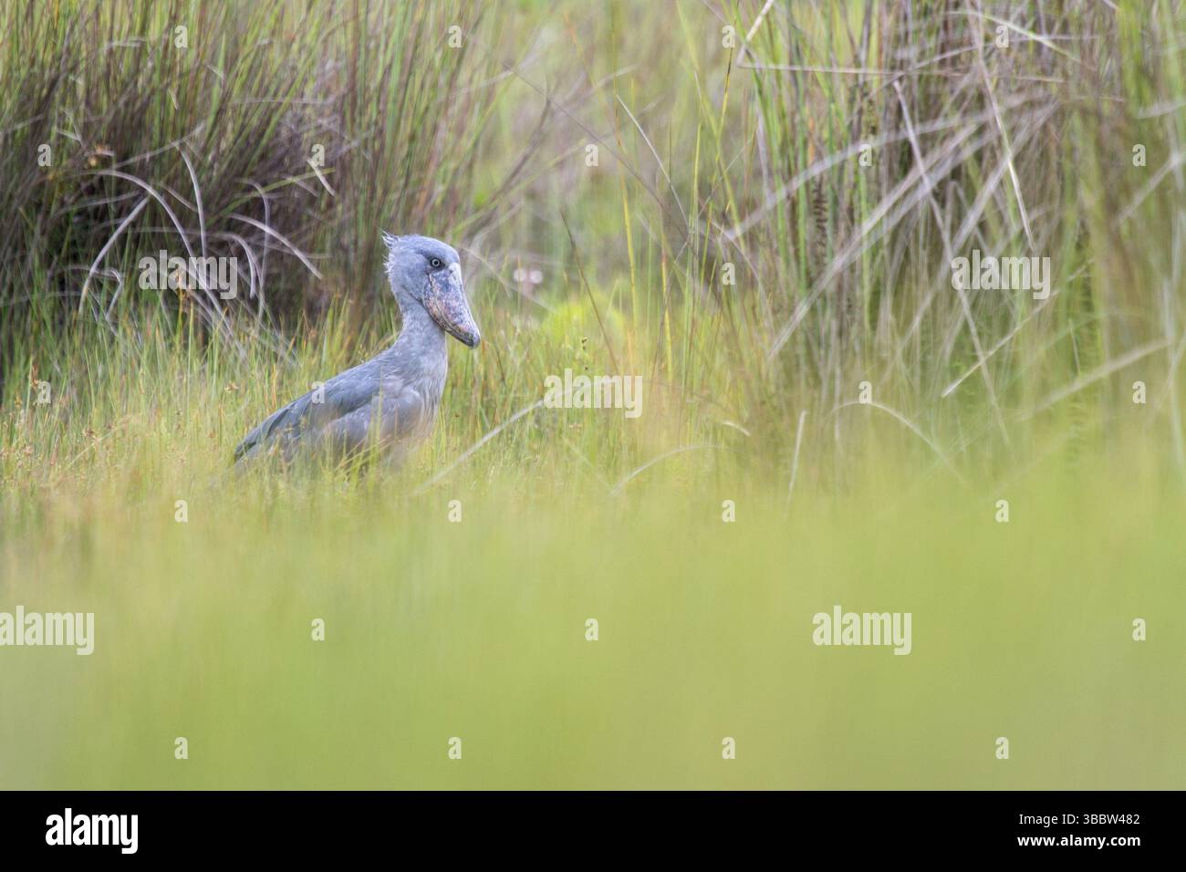 Shoebill (Balaeniceps rex), Mabamba Swamp, Uganda, Africa Stock Photo ...