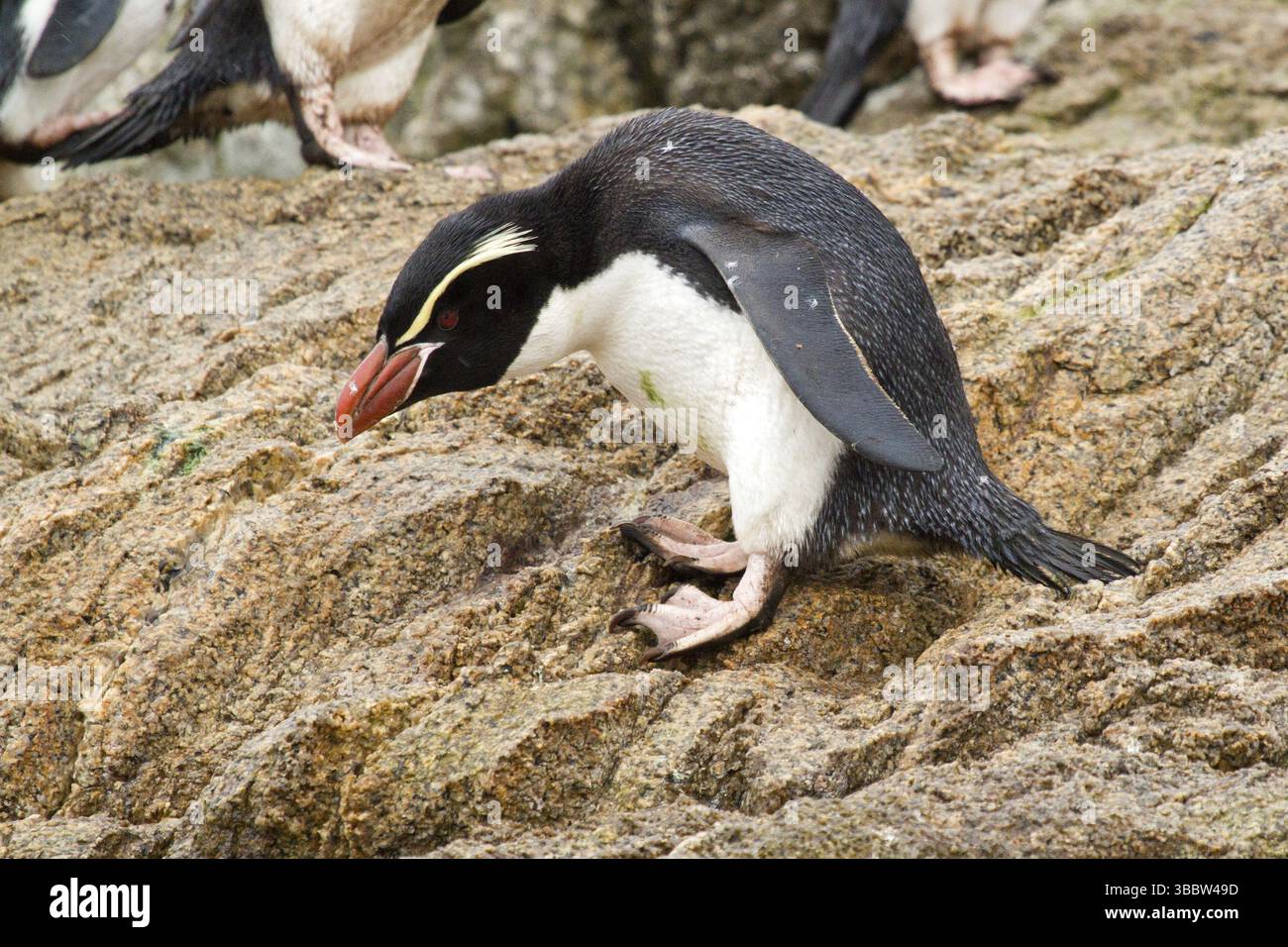 Snares Penguin (Eudyptes robustus), Snares Islands, New Zealand ...