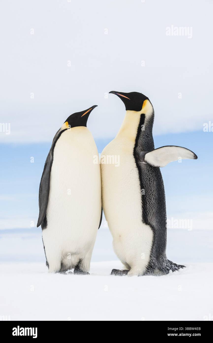 Emperor Penguin (Aptenodytes forsteri), Queen Maud Land, Antarctica ...