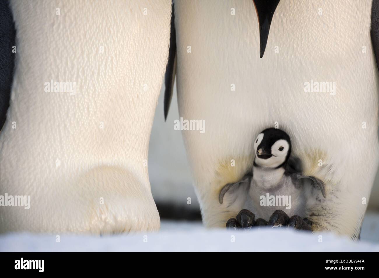 Emperor Penguin (Aptenodytes forsteri) with chick, Queen Maud Land ...