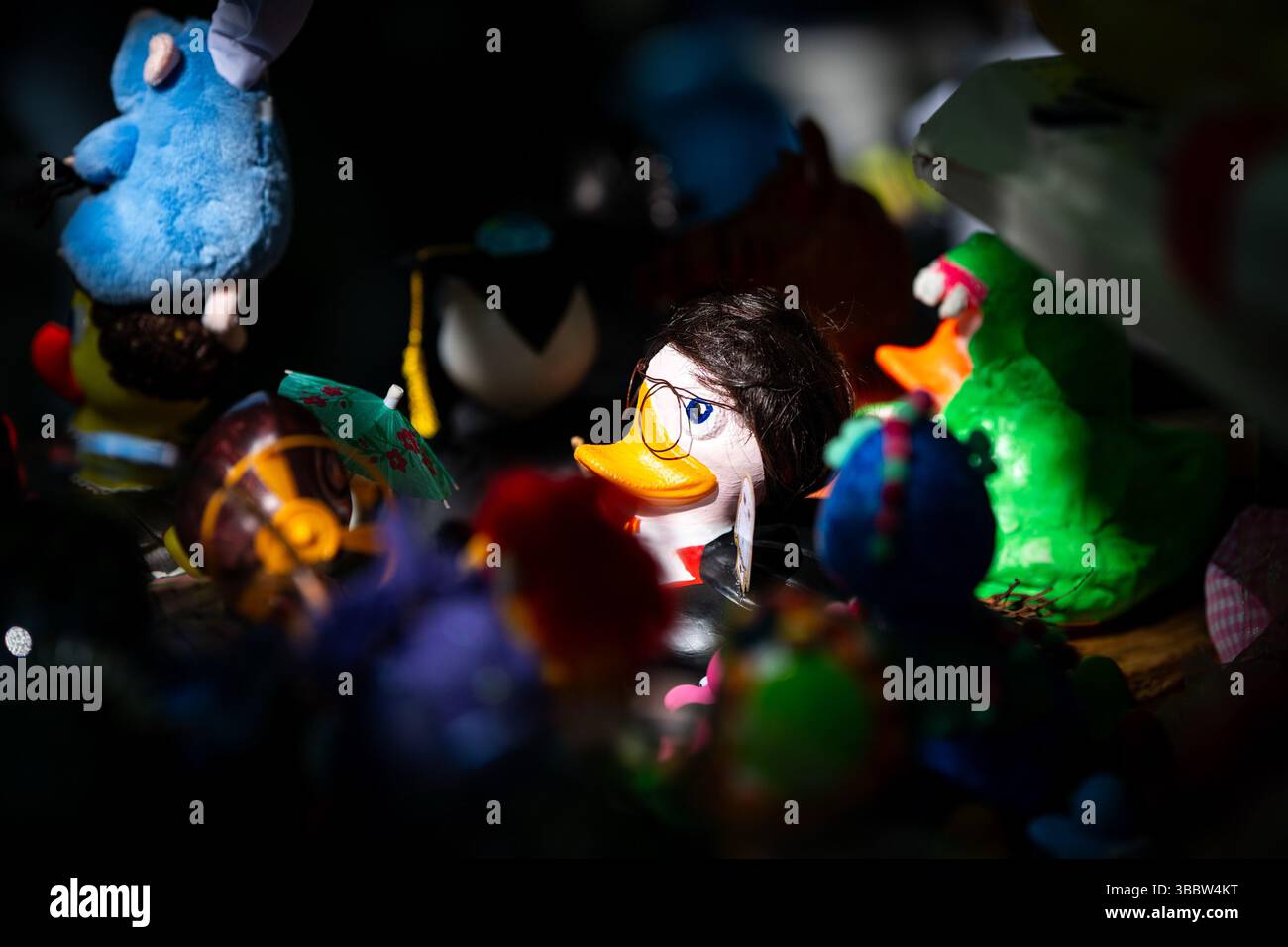 Erfurt, Germany. 17th May, 2025. Bathing ducks taking part in the ...
