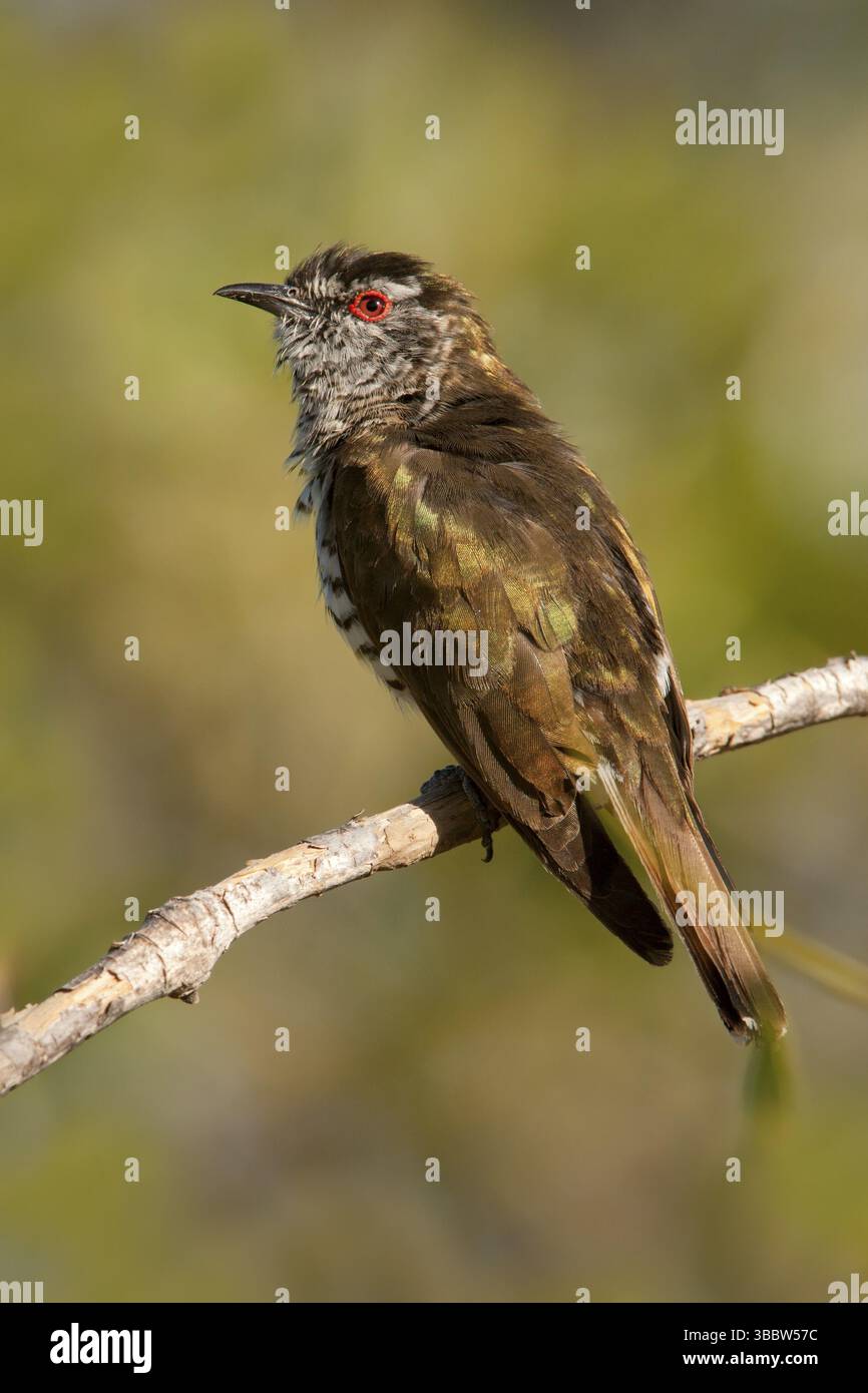 Little Bronze Cuckoo (Chrysococcyx minutillus) male, Western Australia ...