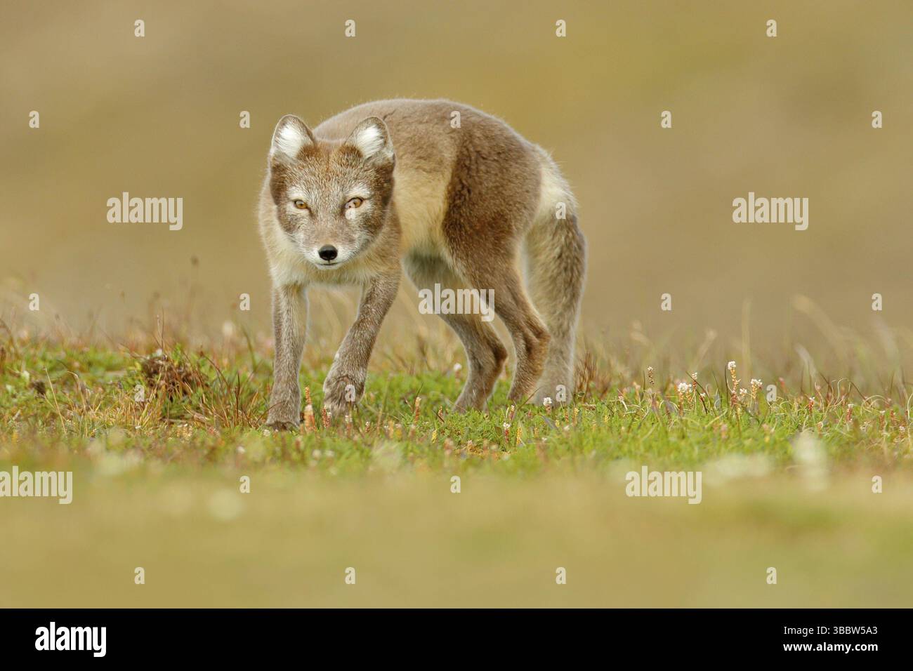 Arctic Fox, Vulpes lagopus, cute animal portrait in the nature habitat ...