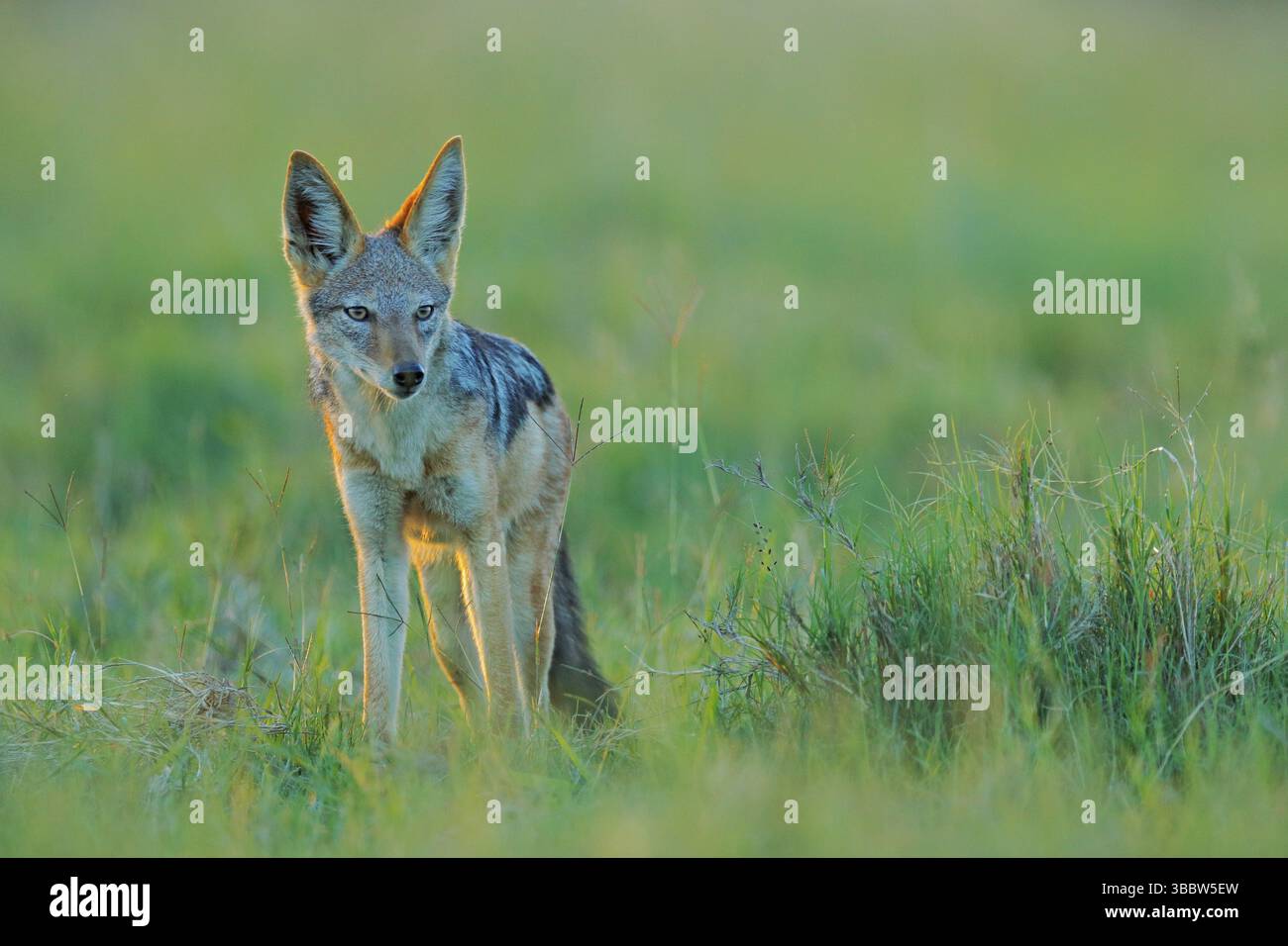 Jackal and evening sunlight. Black-Backed Jackal, Canis mesomelas mesomelas, portrait of animal ...