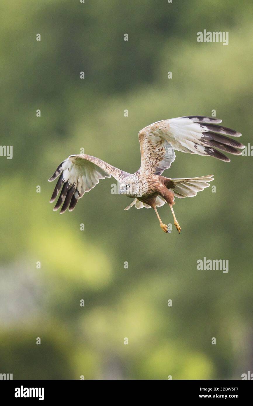 Western Marsh Harrier (Circus aeruginosus) male flying, Baden ...