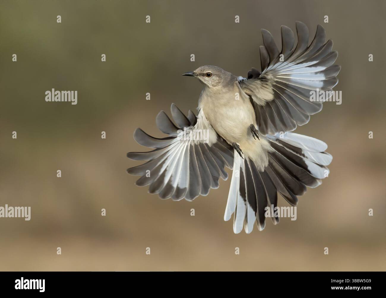 Northern Mockingbird (Mimus polyglottos) flying, Texas, USA, North ...