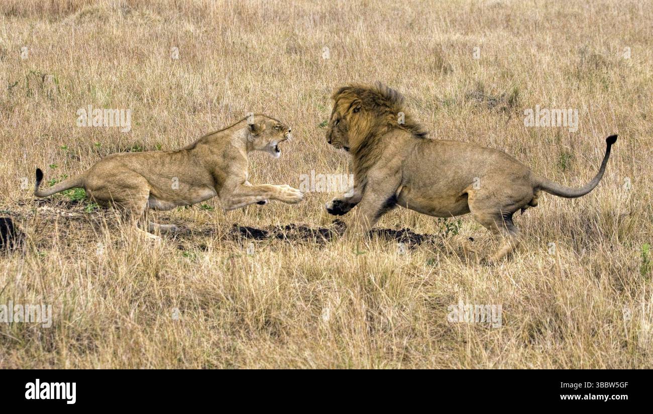 African Lion (Panthera leo) female fighting with young male, Masai Mara ...