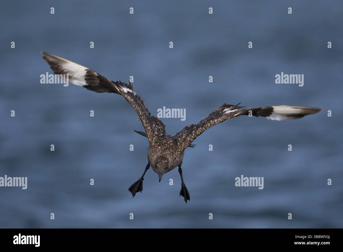 Great Skua (Stercorarius skua) landing, North Sea, Germany, Europe ...