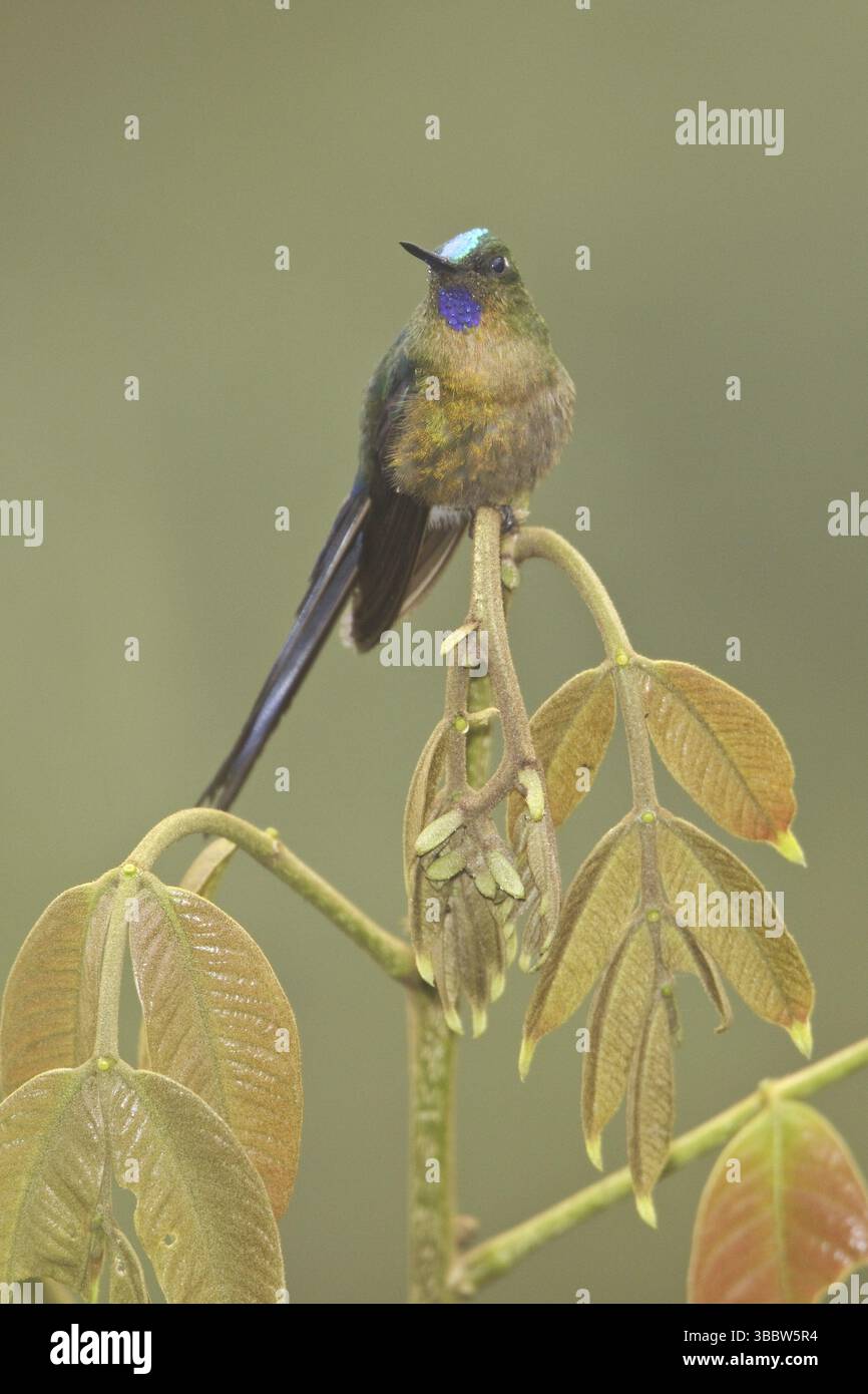 Violet-tailed Sylph (Aglaiocercus coelestis) male, Ecuador, South ...