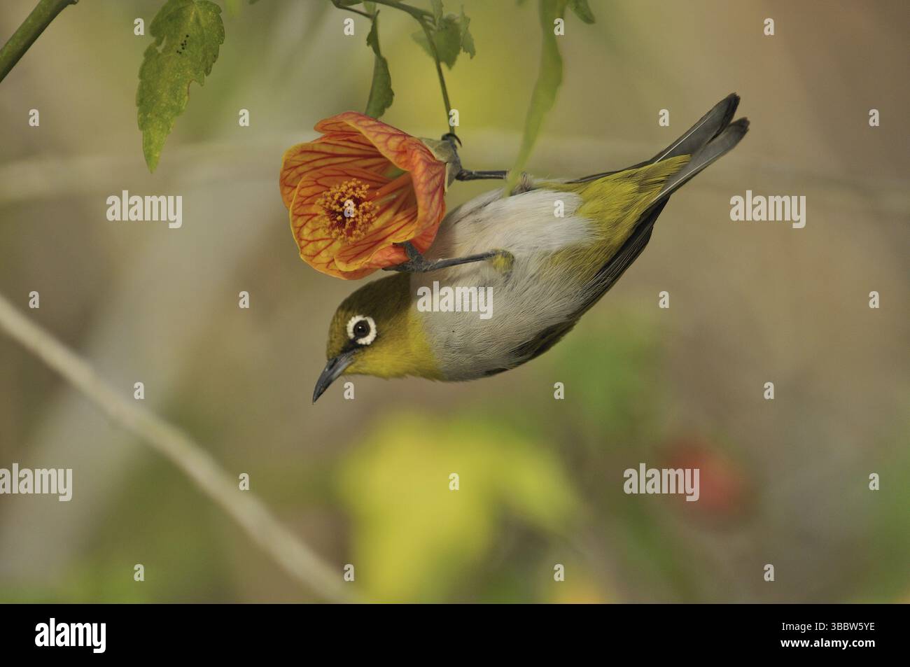Oriental White-eye (Zosterops palpebrosus), Kerala, India, Asia Stock ...