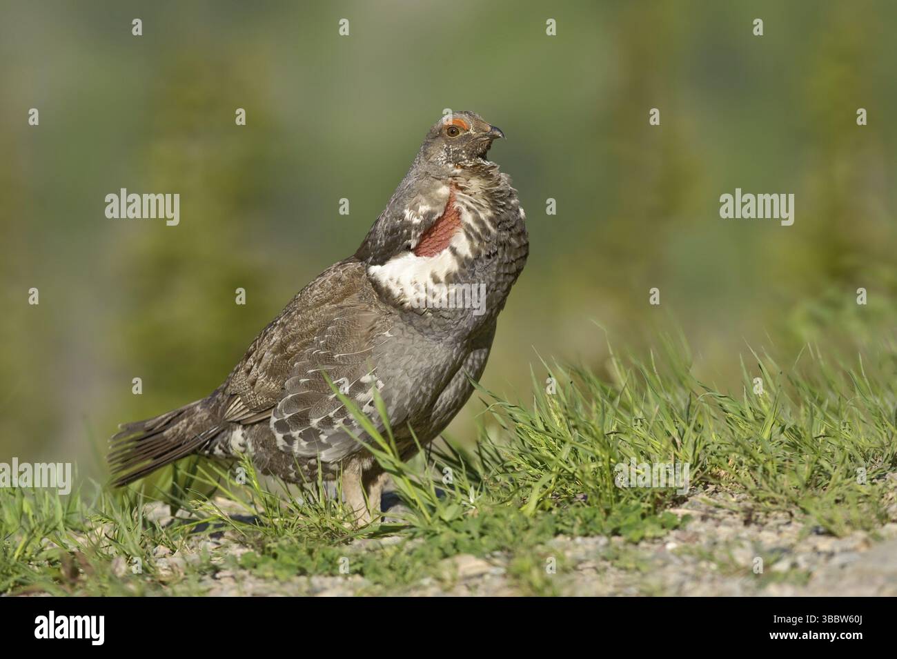 Dusky Grouse (Dendragapus obscurus) male, Montana, USA, North America ...