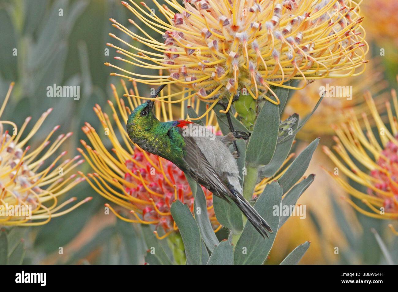 Southern Double-collared Sunbird (Cinnyris chalybeus) male, Western ...
