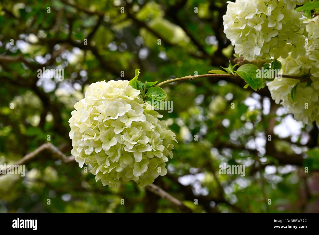 White spring flowers of snowball tree, Viburnum opulus 'Roseum' UK May ...