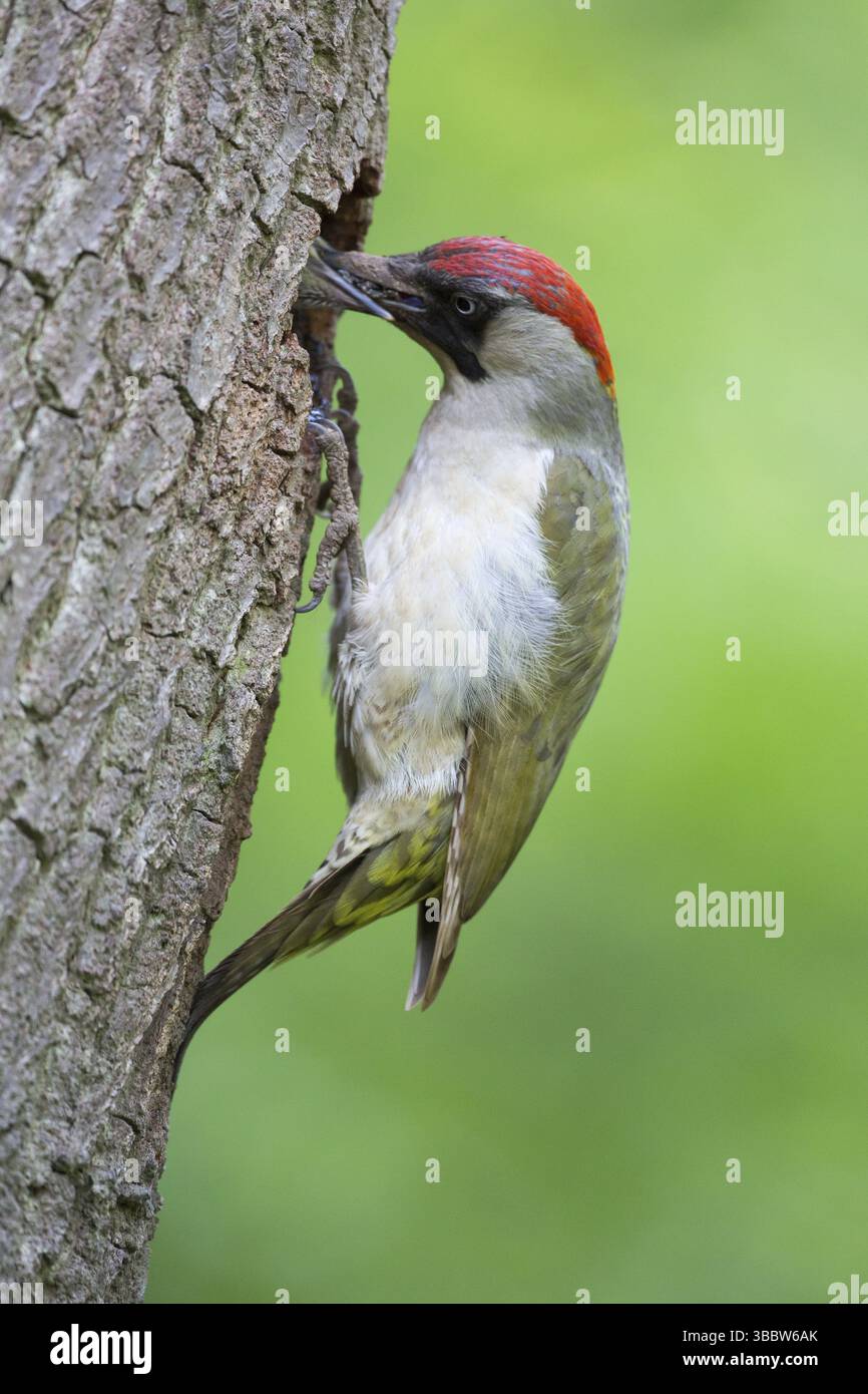 European Green Woodpecker (Picus viridis) female feeds chick in ...