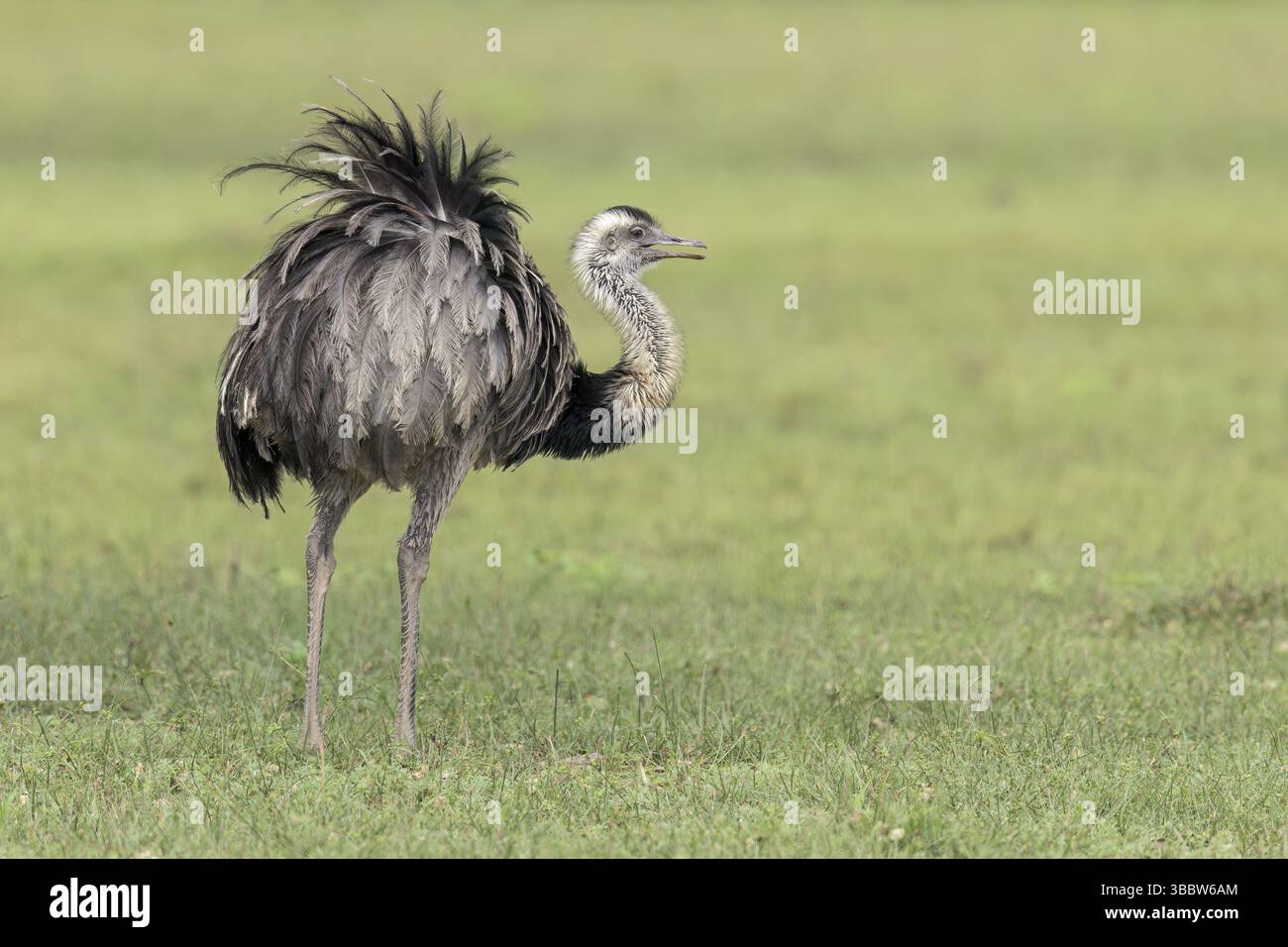 Greater Rhea (Rhea americana) in the Pantanal of Brazil Stock Photo - Alamy
