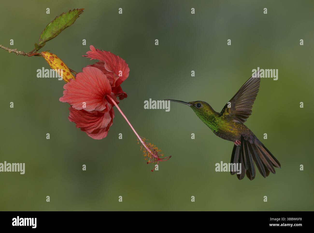 Male Bronze-tailed-Plumeleteer (Chalybura urochrysia) - at the Nature ...