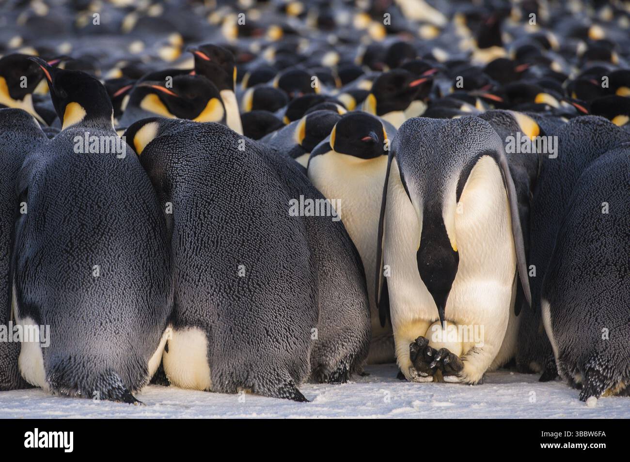 Emperor Penguin (Aptenodytes forsteri), Queen Maud Land, Antarctica ...