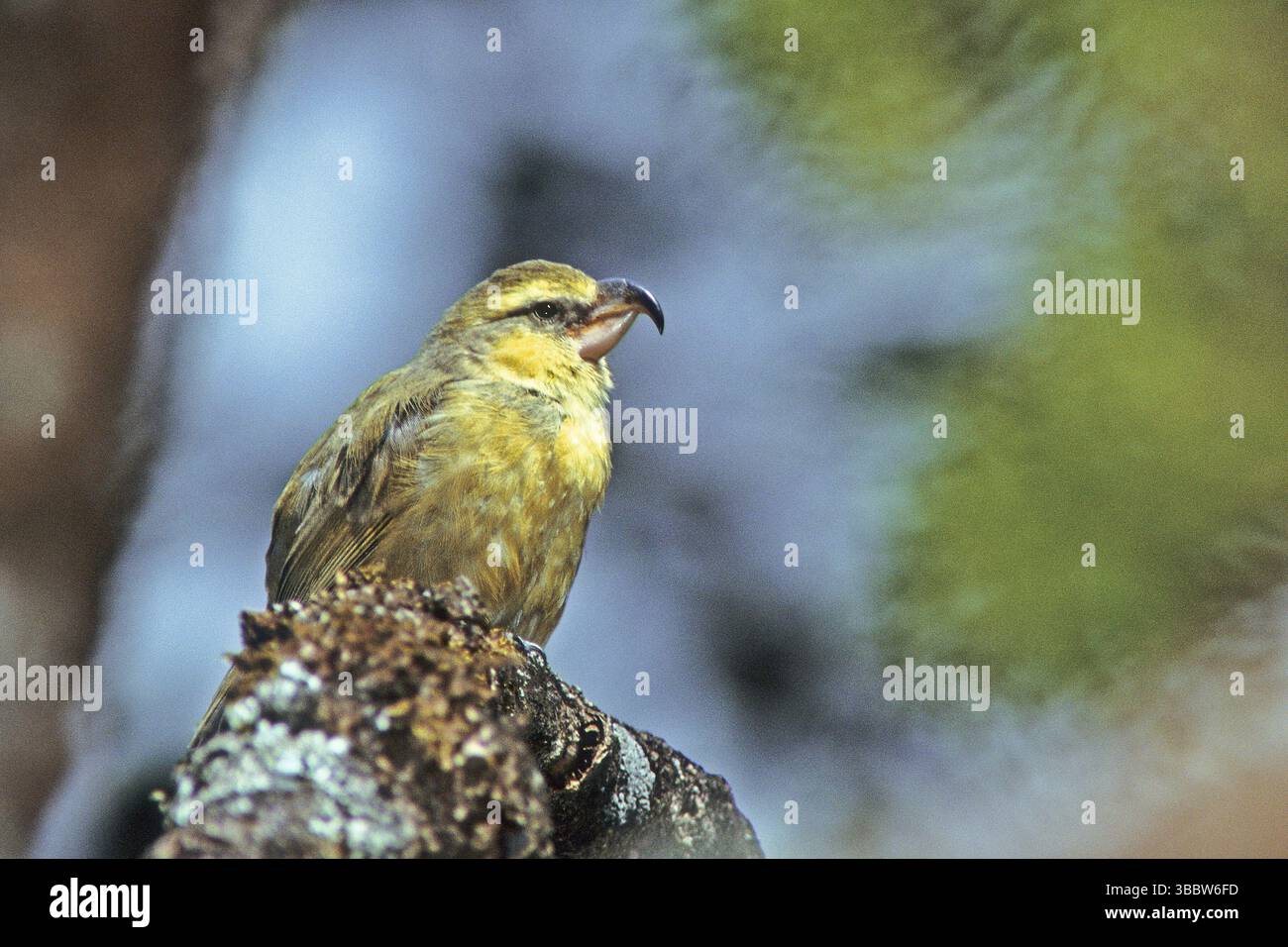 Maui Parrotbill, Pseudonestor xanthophrys, Endangered, Hawaiian ...