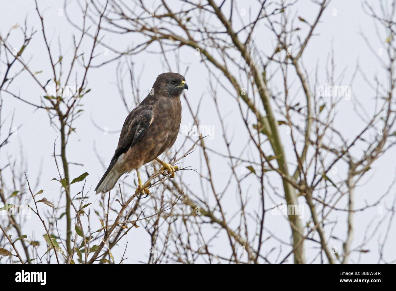 Hawaiian Hawk, 'Io, endangered Stock Photo - Alamy
