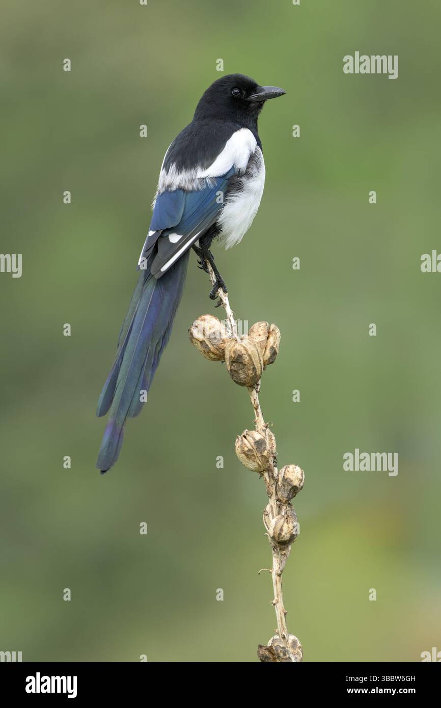 Black-billed Magpie (Pica hudsonia) perched on a branch, Colorado, USA ...