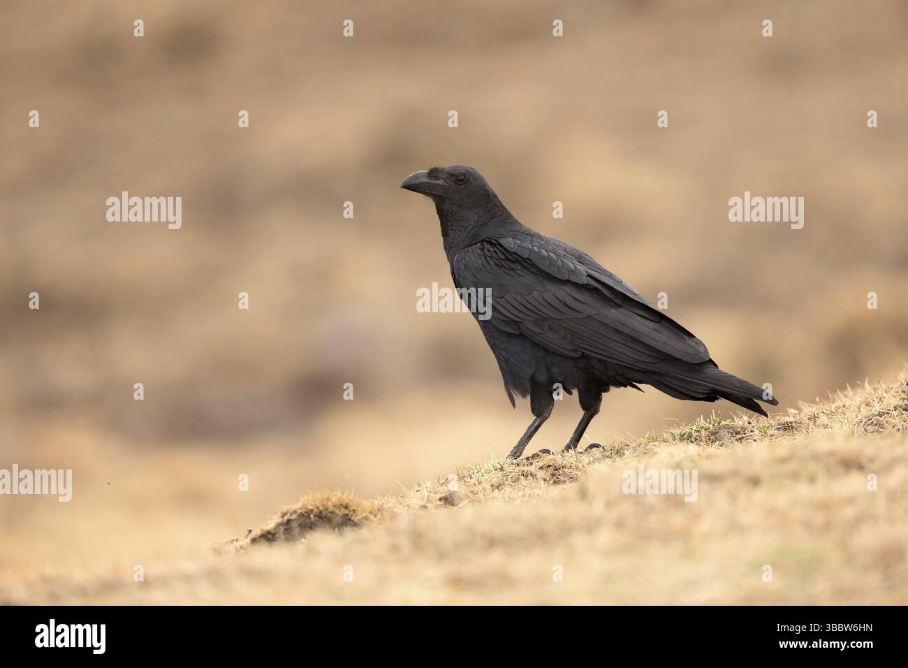 Fan-tailed Raven (Corvus rhipidurus), Oromia, Ethiopia, Africa Stock ...