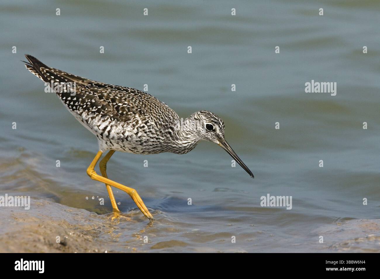 Greater Yellowlegs Tringa melanoleuca South Padre Island, Texas, United ...