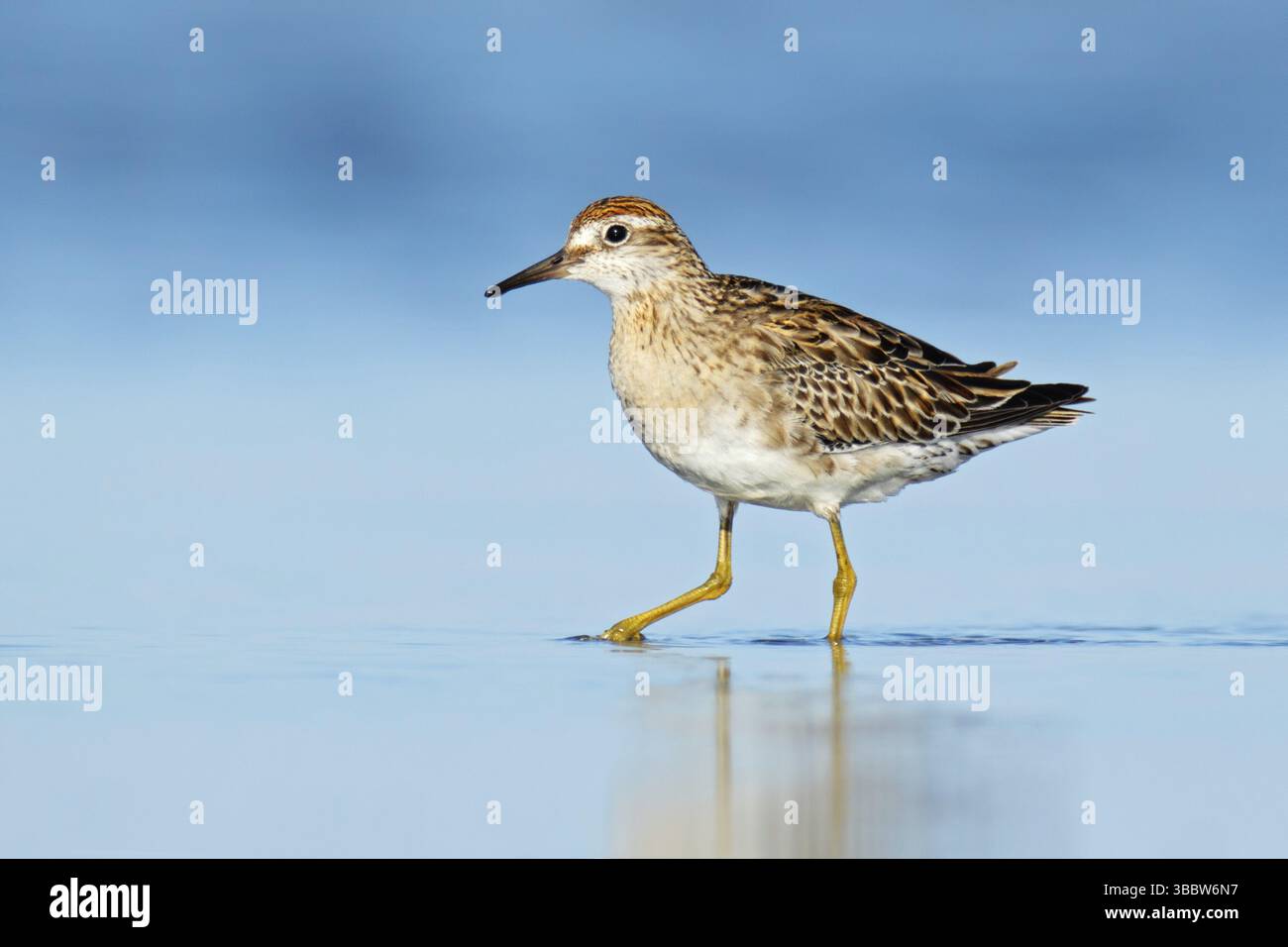 Sharp-tailed Sandpiper (Calidris acuminata), Victoria, Australia ...