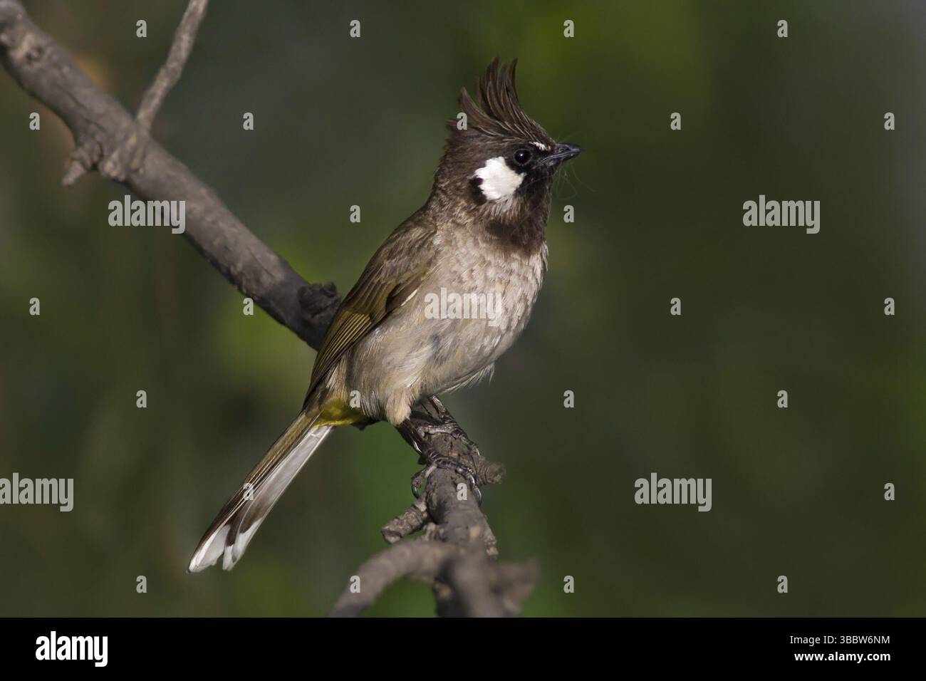 Himalayan Bulbul (Pycnonotus leucogenys), Pakistan, Asia Stock Photo ...